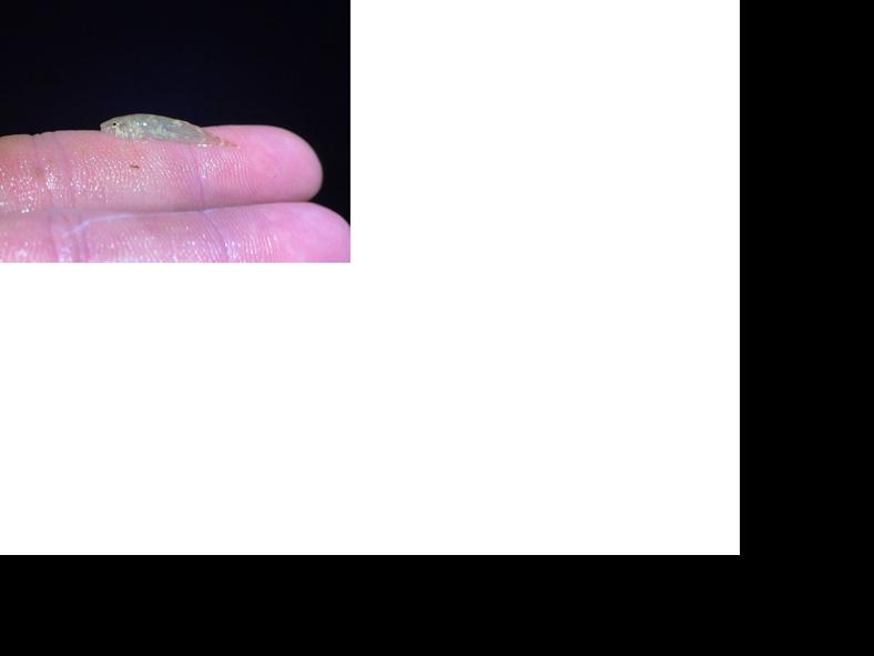 Column: Some things - like fish - are smaller in Texas ...