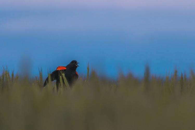 Jeremy Neipp — Bringing energy to photography | News | heraldandnews.com