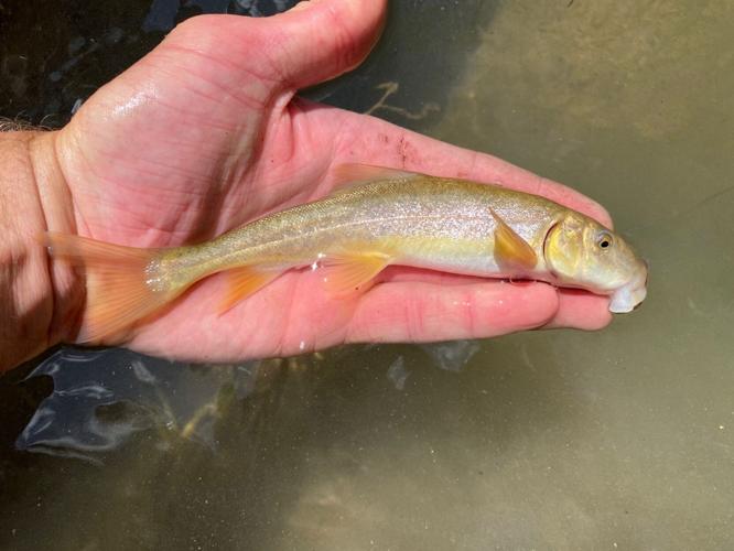 Caught Ovgard column: Virgin sacrifice at Zion National Park | Outdoors ...