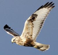rough legged hawk size