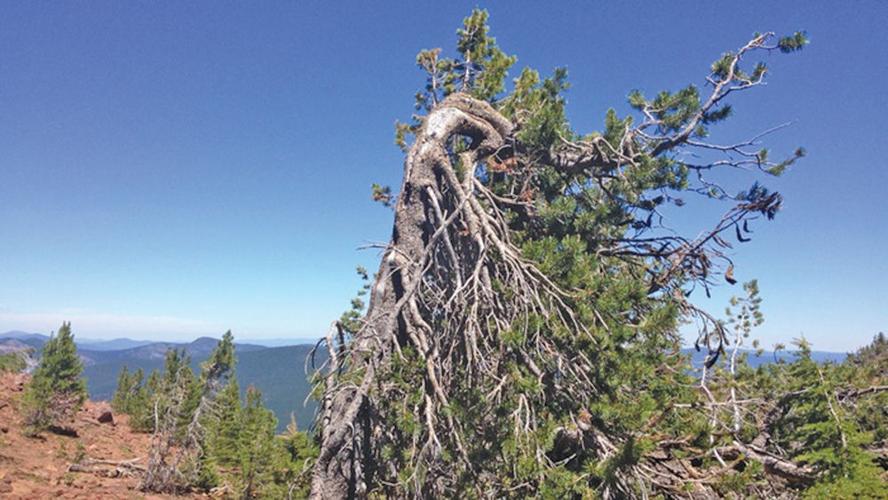 Climate change creates challenges for a wilderness pine tree | News ...