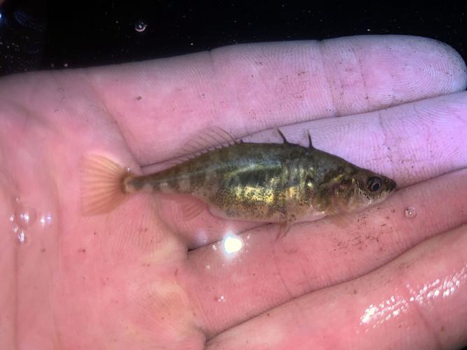 Incredible, adaptable three-spined stickleback | Outdoors ...