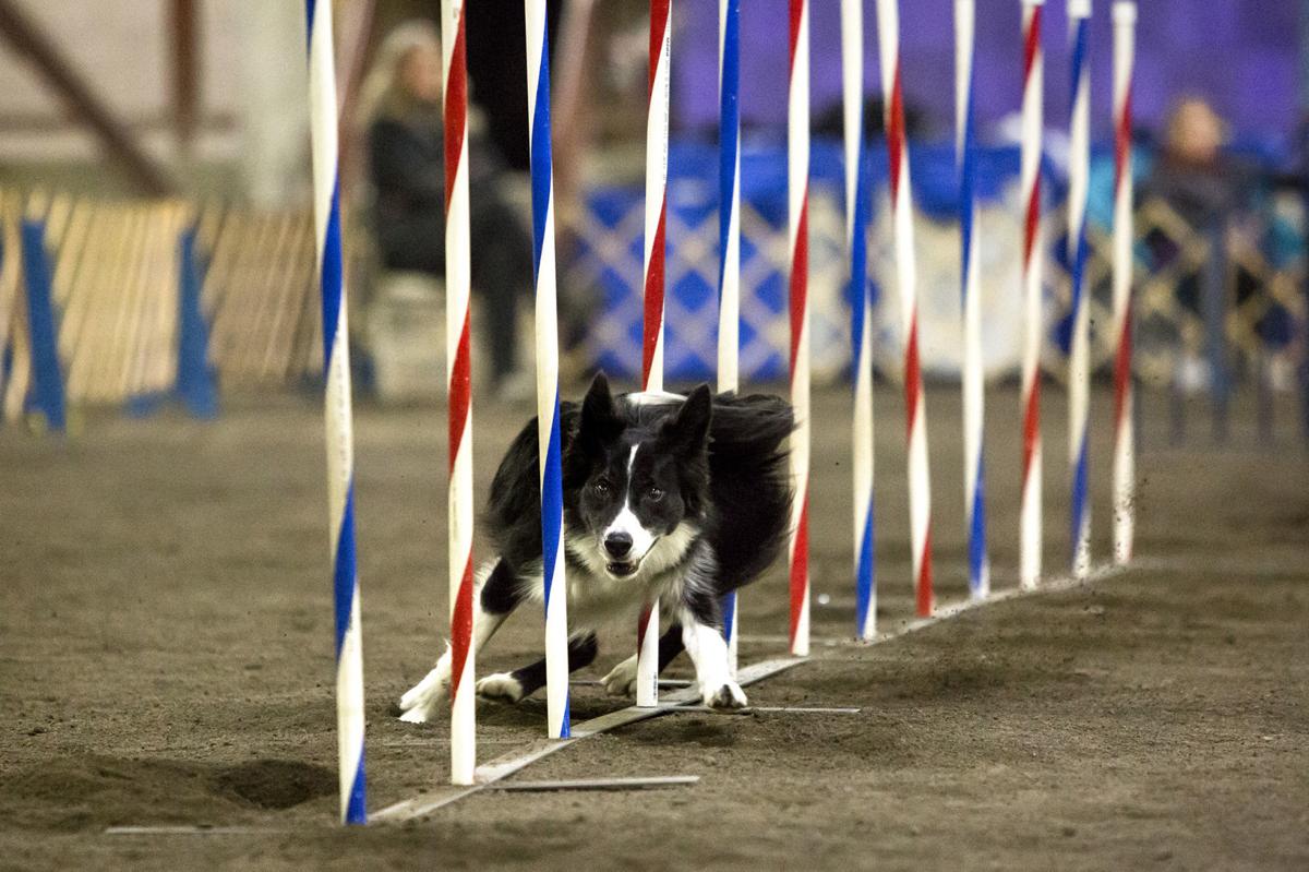 Agility Trials A Dog gone Good Time Limelighter Heraldandnews agility-trials-a-dog-gone-good-time-limelighter-heraldandnews