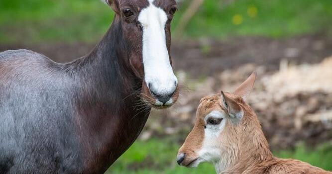 Bontebok calf frolics outside for first time | News | heraldandnews.com