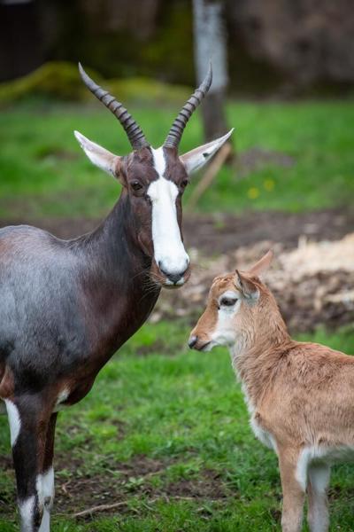 Bontebok calf frolics outside for first time | News | heraldandnews.com