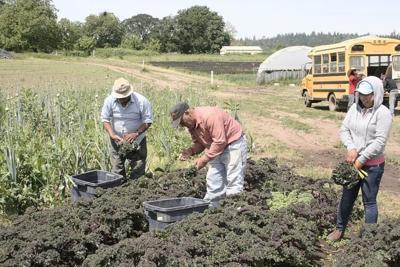 Oregon weighs direct on-farm food safety inspections | Klamath ...