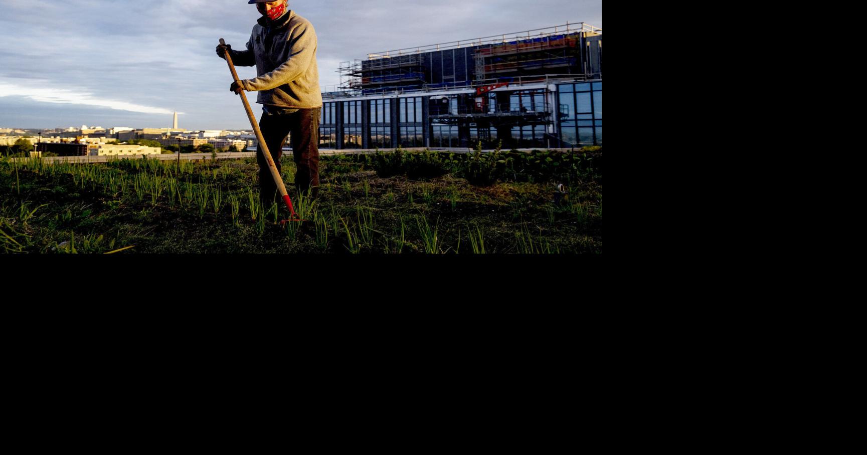 ‘Turning to their gardens’: Inflation, empty grocery shelves prompting ...