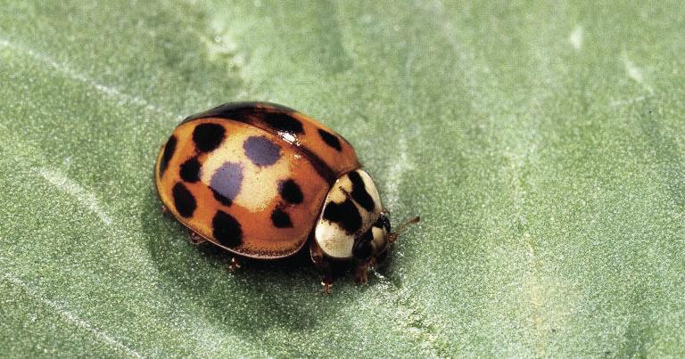 Five insect pests that overwinter in structures | Local News ...