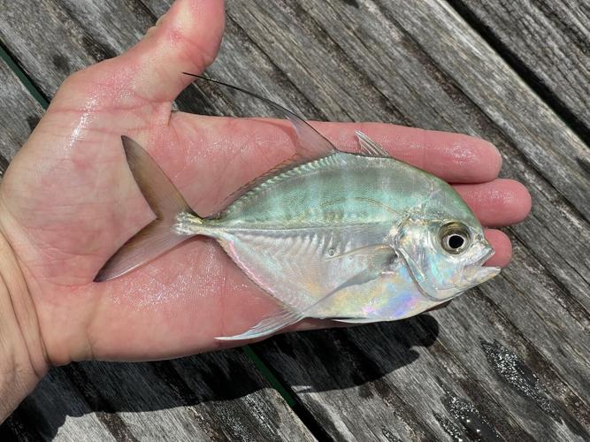 CaughtOvgard: Fishing in Thailand is a privilege | Local News ...