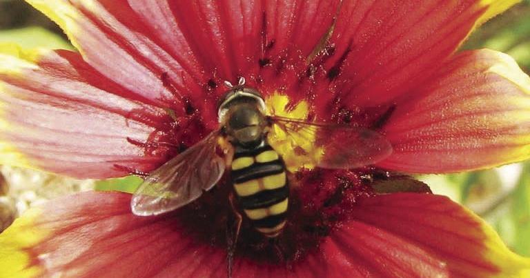 Five ways to distinguish insect friend from insect foe | Local News ...
