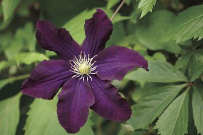 clematis hardy