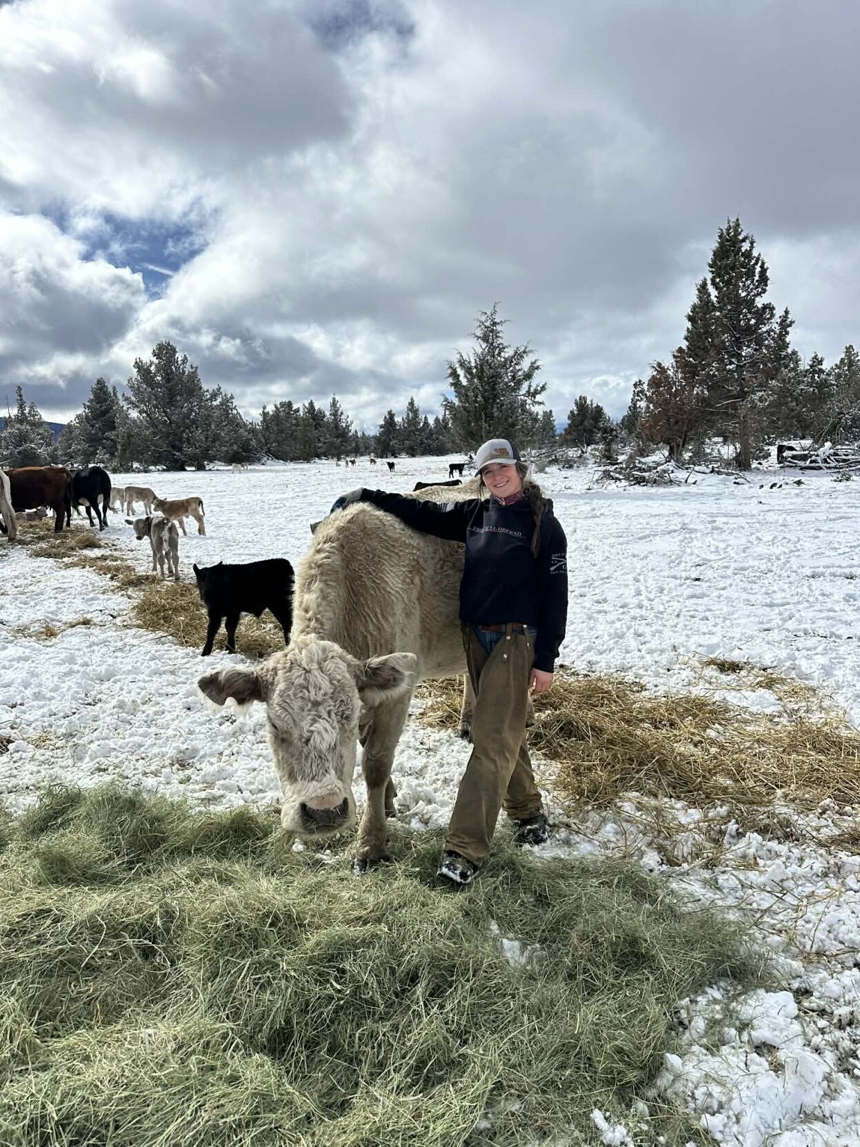 Three Butte Valley, Calif. cattle killed by wolves | | heraldandnews.com