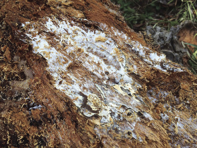 Travel science: Discovering Oregon's Humongous Fungus | Local News ...