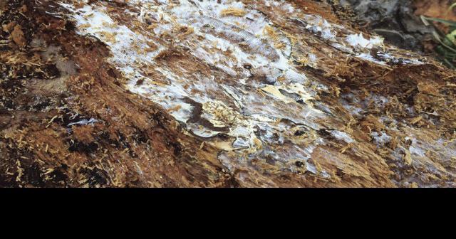 Travel science: Discovering Oregon's Humongous Fungus | Local News ...