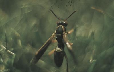 Five facts about wasps in fall | Local News | heraldandnews.com