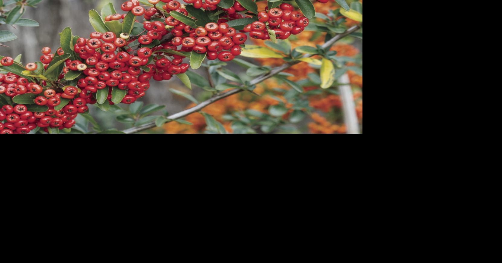 Five ornamental plants for the fall garden | Local News | heraldandnews.com