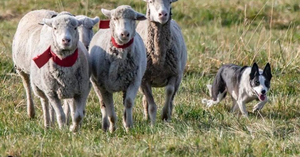 National Sheepdog Finals return to Alturas | News | heraldandnews.com