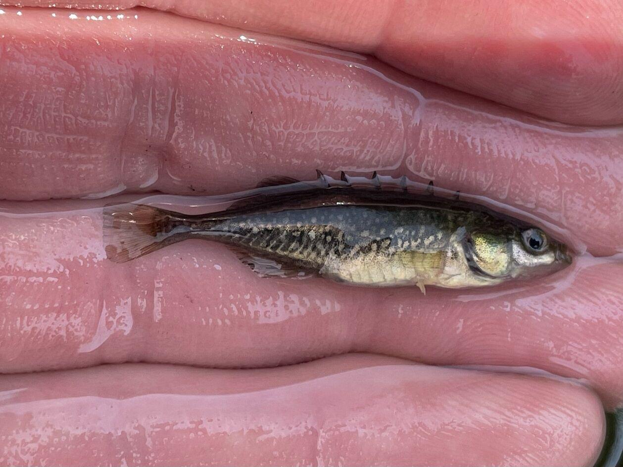 brook stickleback