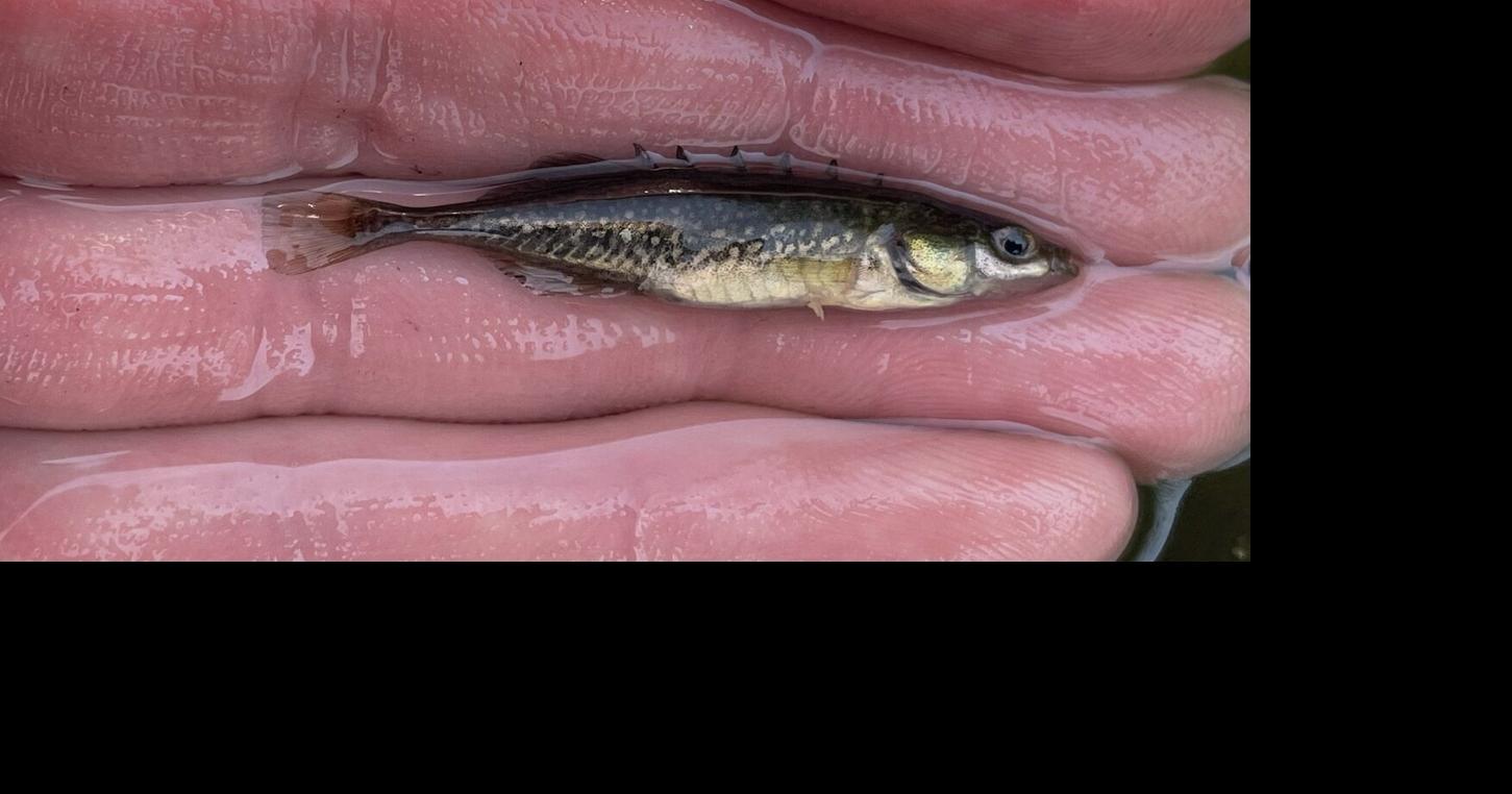 Caught Ovgard column: Brook stickleback makes trip to Colorado bearable ...