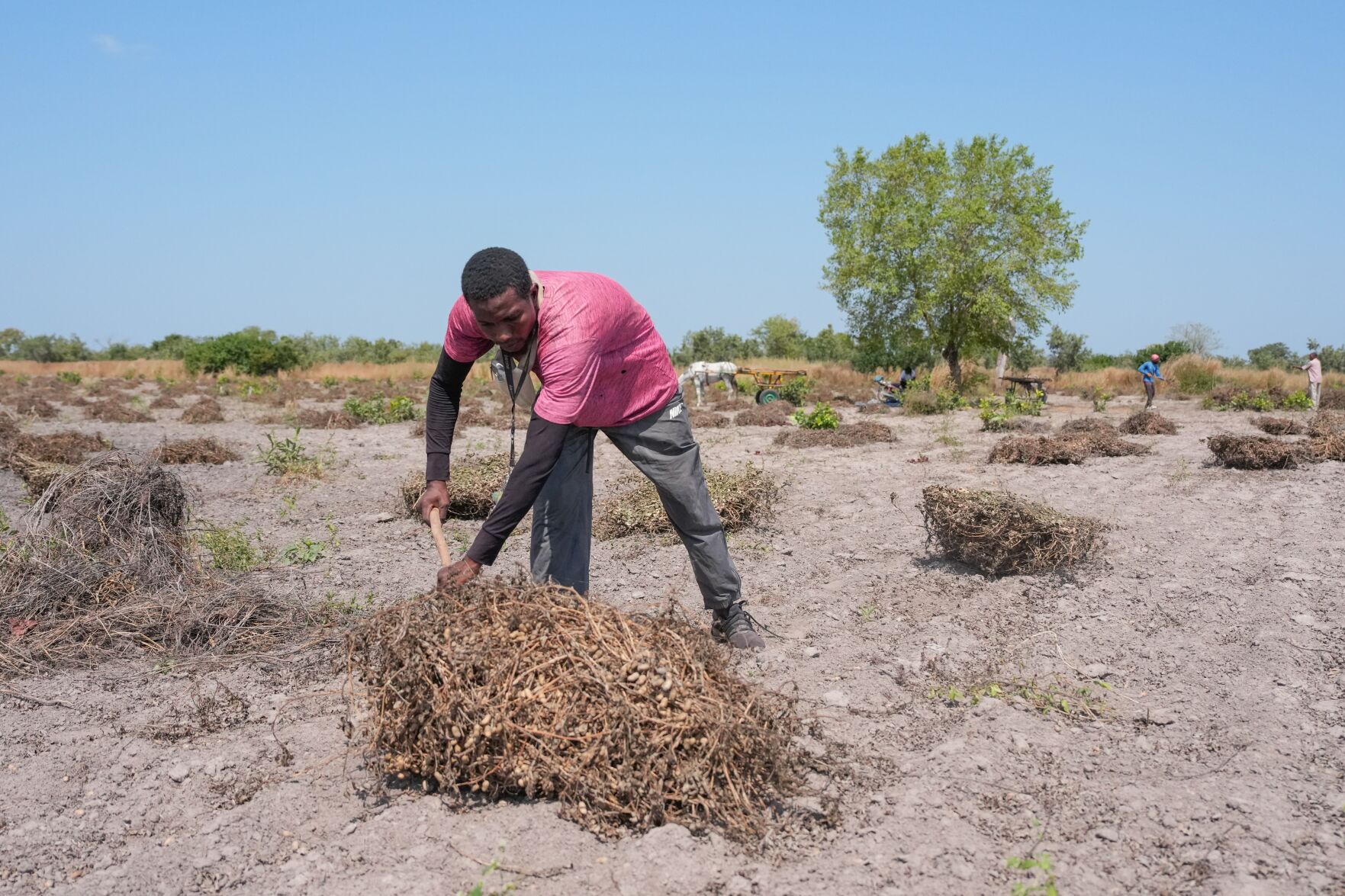 Senegal Young Farmers | Associated Press | heraldandnews.com