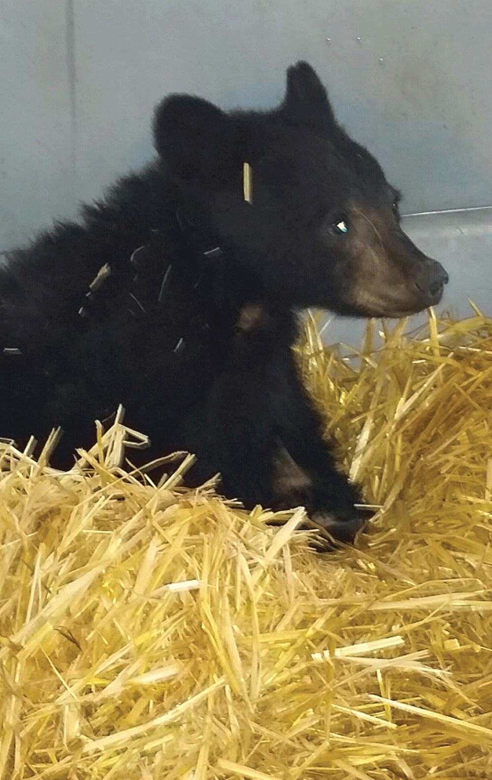 Oregon Department of Fish and Wildlife hopes a zoo can get scrawny bear ...