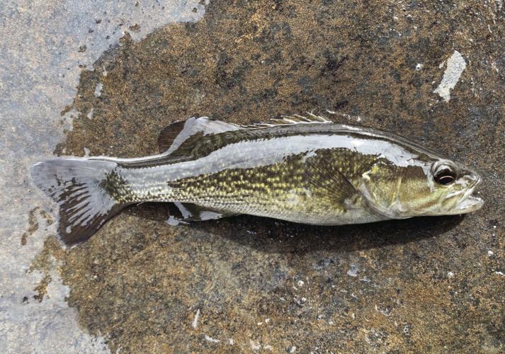 Trout fishing for bass | Local News | heraldandnews.com