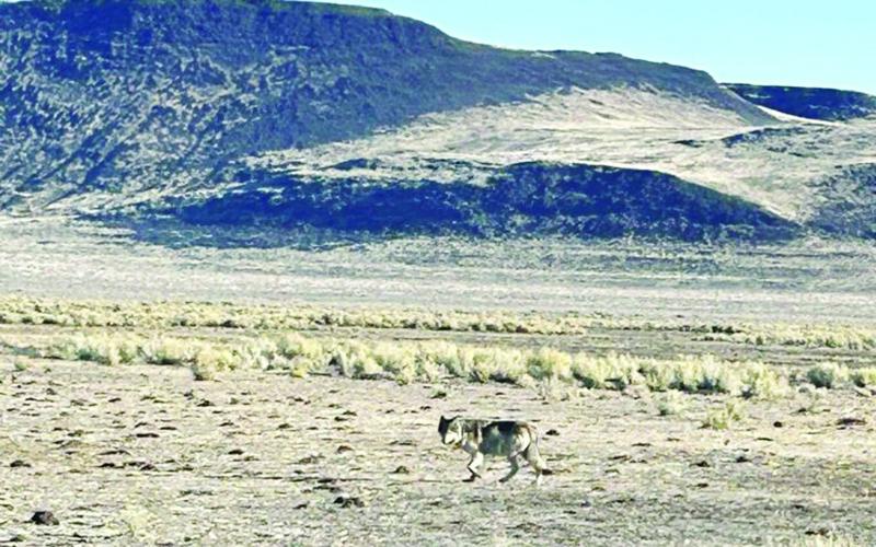 Wolf terrorizes Lake County ranchers, kills calves | News ...