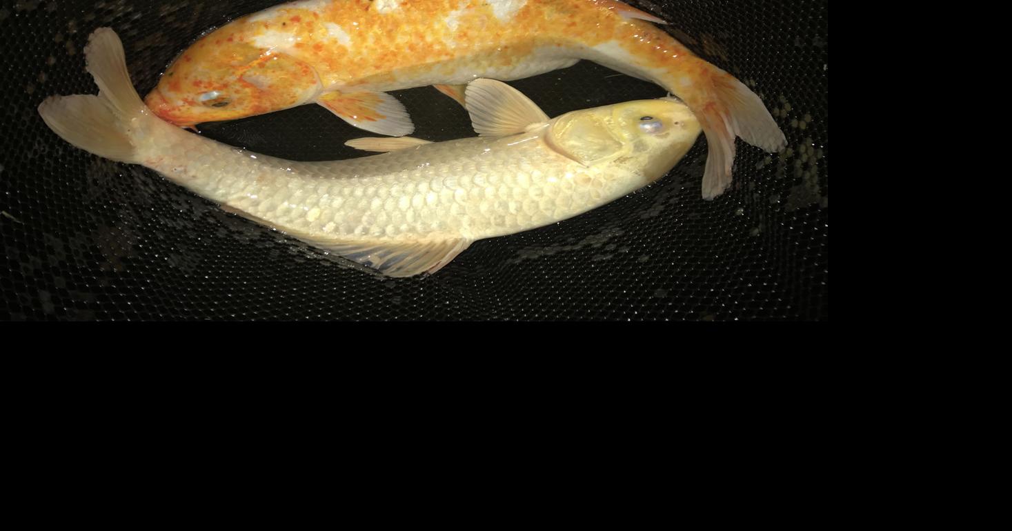 Ghost hunting: Luring carp by moonlight | Outdoors | heraldandnews.com