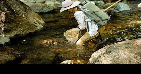 Karuk Tribe seeks to list Klamath River salmon as endangered | Local ...