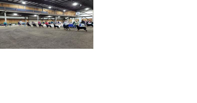 Klamath Dog Show to be held this weekend at Fairgrounds | Limelighter ...