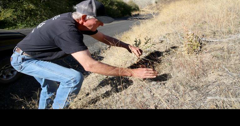 How bugs, fungi and herbicides keep Oregon’s noxious weeds at bay ...