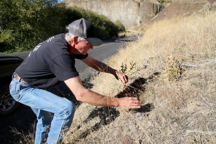 How bugs, fungi and herbicides keep Oregon’s noxious weeds at bay ...