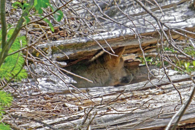 Famed wandering wolf sires litter of pups | Email Blast | heraldandnews.com