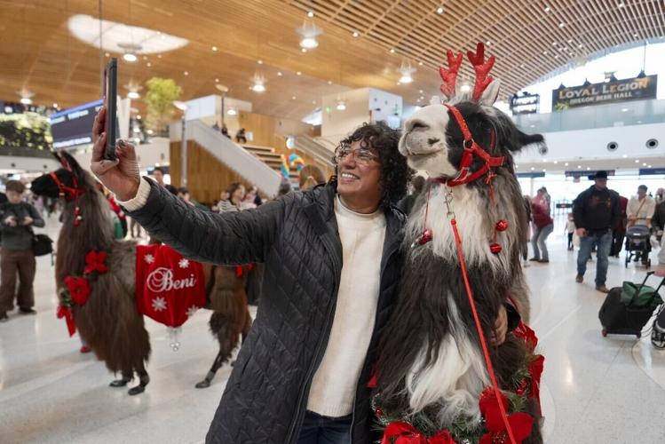‘They make it better’: Portland airport welcomes therapy llamas, dogs ...