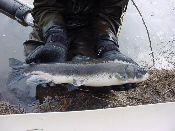 Klamath Lake wetlands project, 'experimental' nursery to help save ...