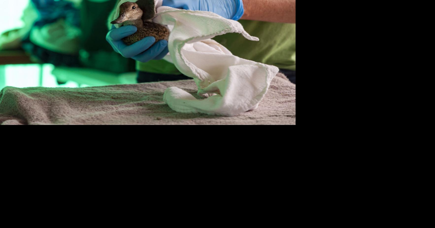 Wildlife refuges battle devastating botulism outbreak, worsened by ...