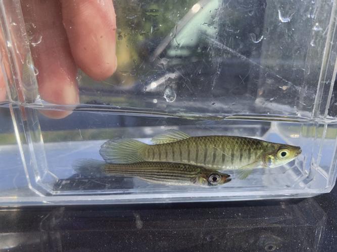 Planes, cranes and automobiles | Local News | heraldandnews.com