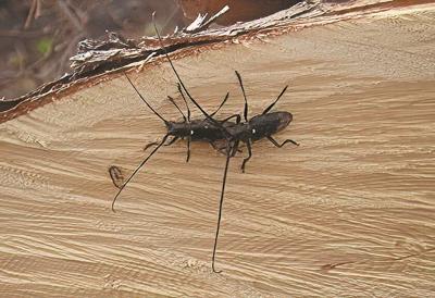 tree burrowing beetles