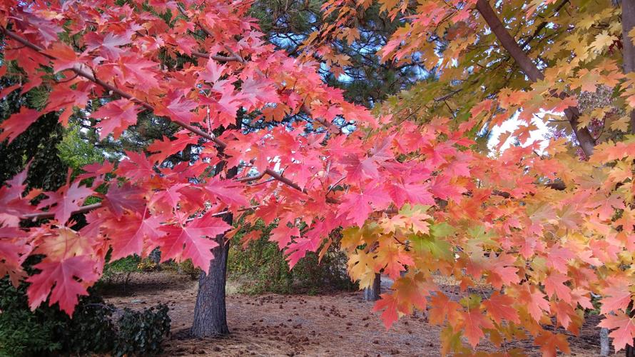 Fall Tree Walk at OIT Arboretum Sunday | Local News | heraldandnews.com