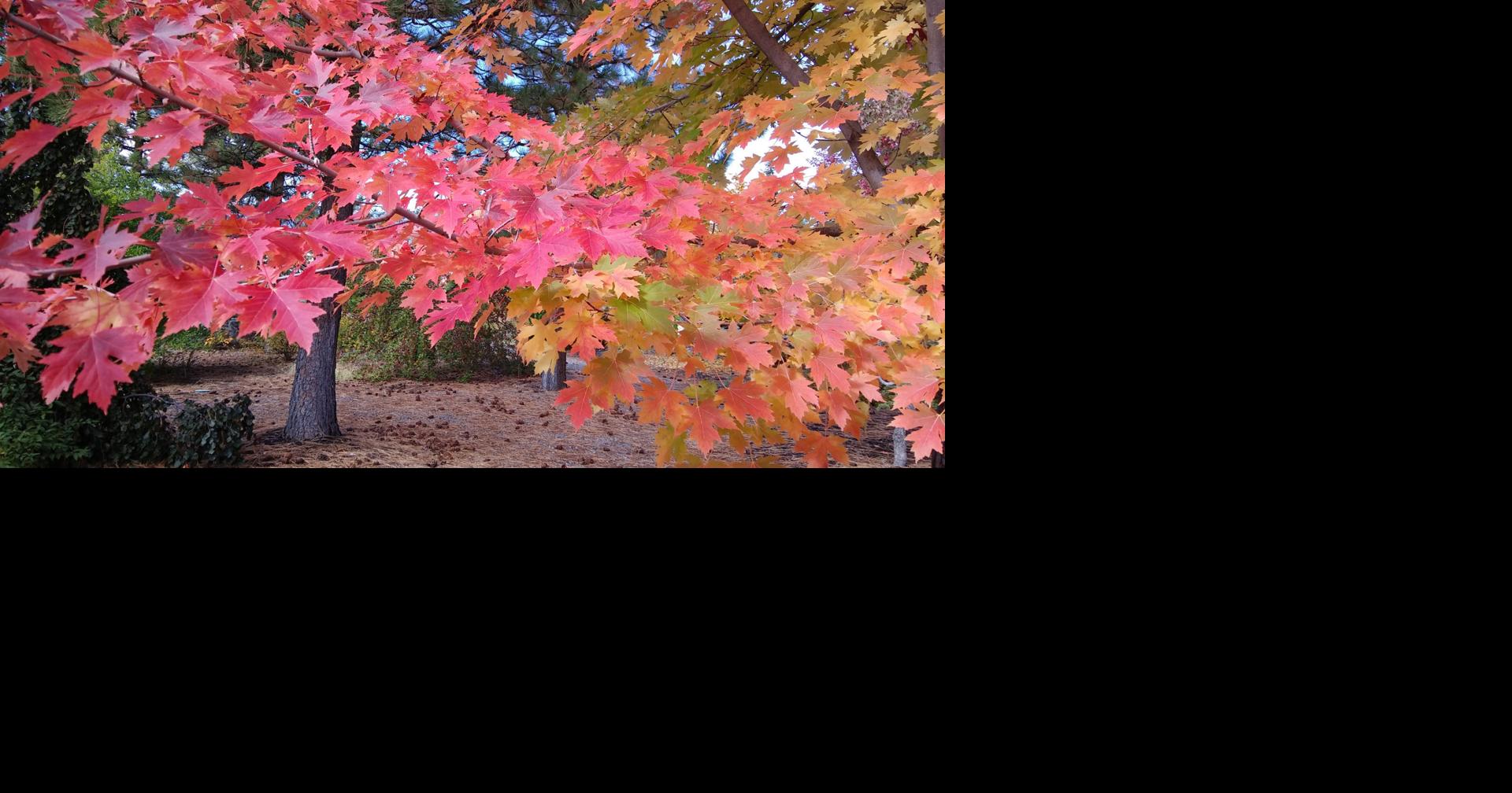 Fall Tree Walk at OIT Arboretum Sunday | Local News | heraldandnews.com