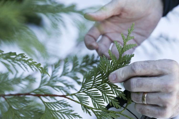 Extreme heat represents a new threat to trees and plants in the Pacific ...
