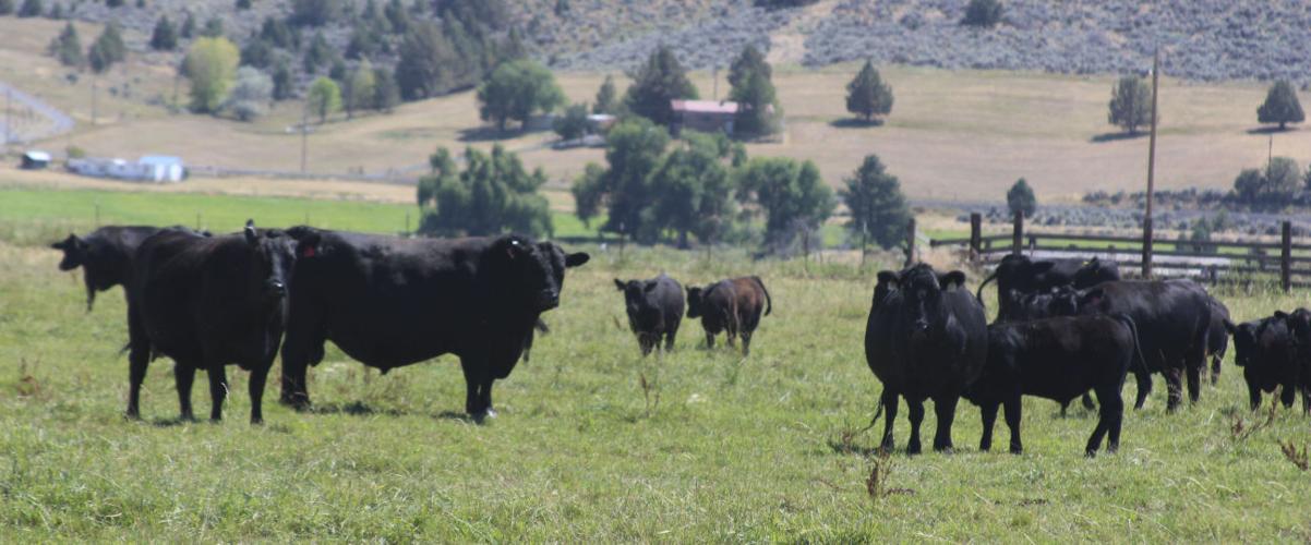 Cattle on top | Agriculture | heraldandnews.com