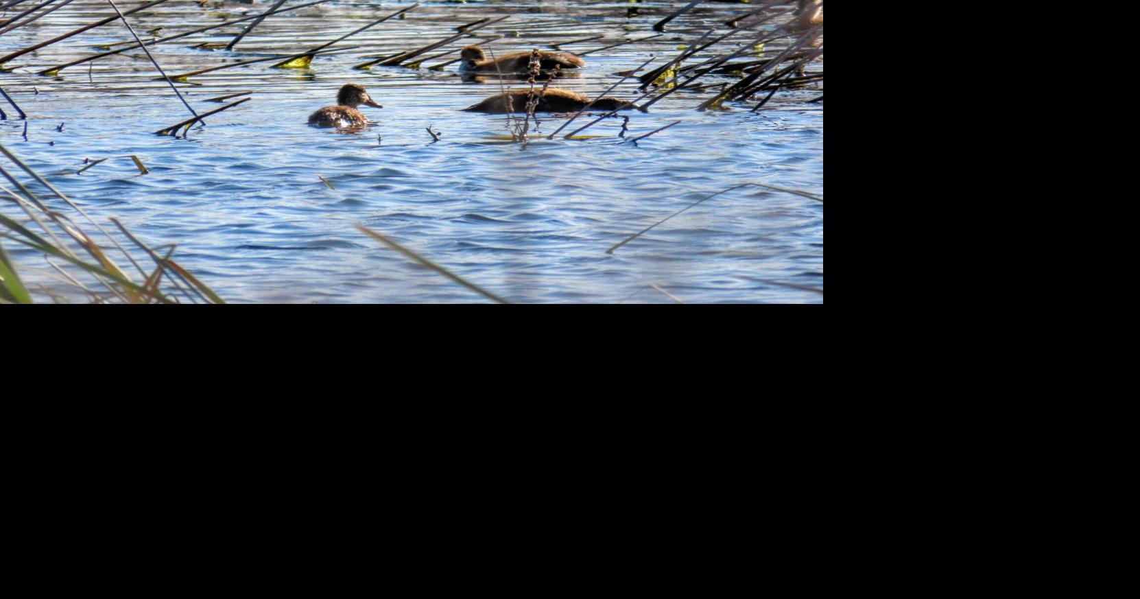 Botulism outbreak kills 80,000 waterfowl and counting in Klamath Basin ...