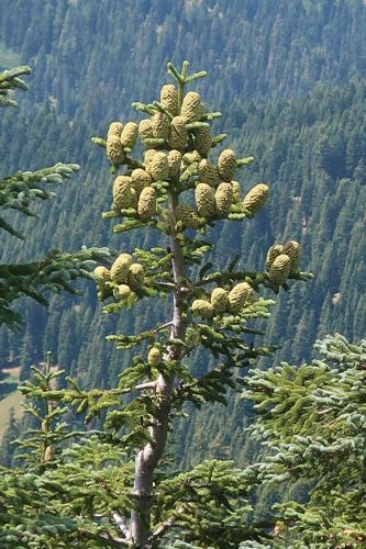 A peak above the Siskiyous | Outdoors | heraldandnews.com