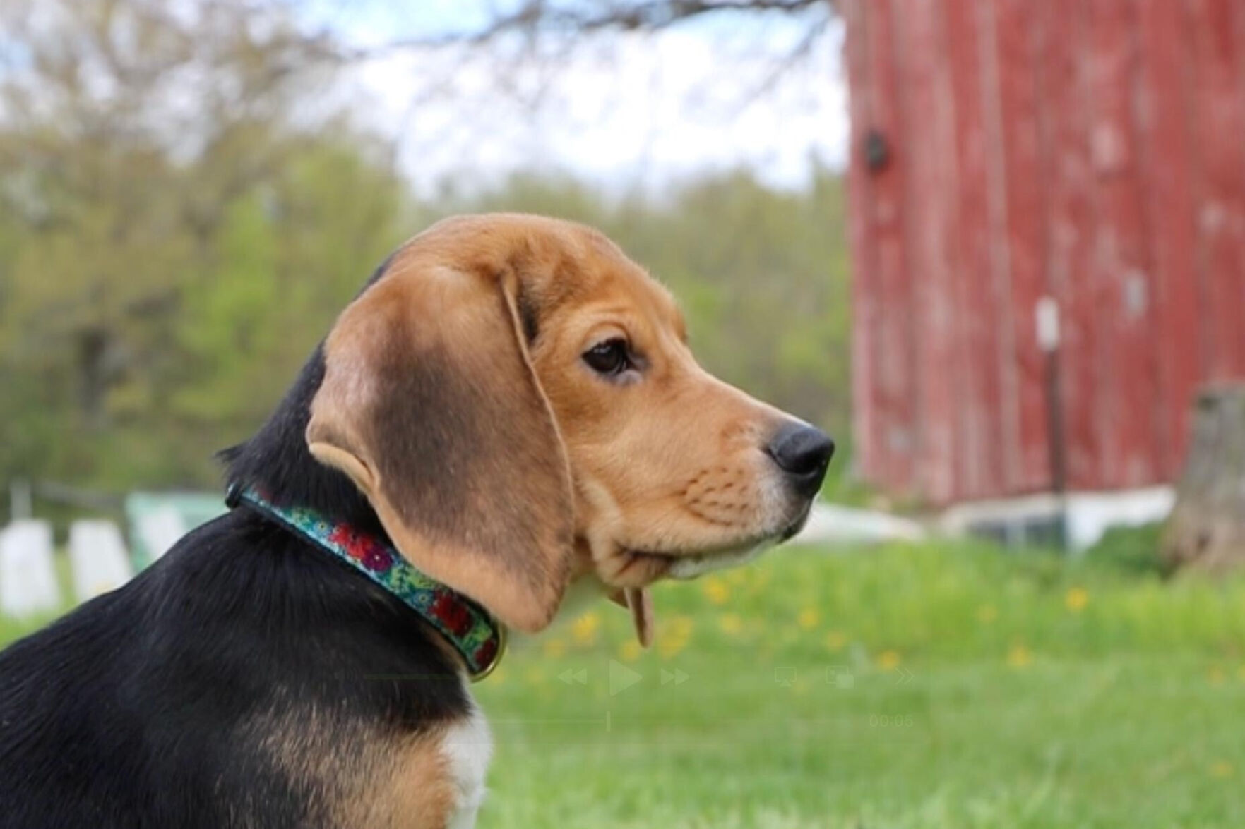 Animal Welfare Protest Wisconsin | Associated Press | heraldandnews.com