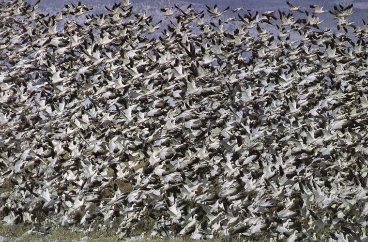 Photographer named to Waterfowler's Hall of Fame | Local News ...