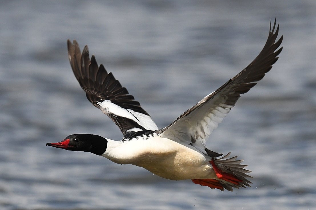 Common mergansers: The piscivorous divers | Outdoors | heraldandnews.com