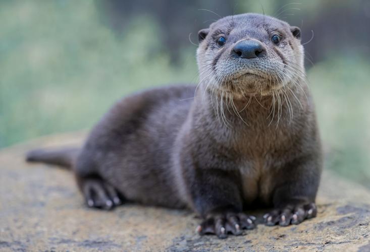 Otter pup gets new name at High Desert Museum after fundraising auction ...