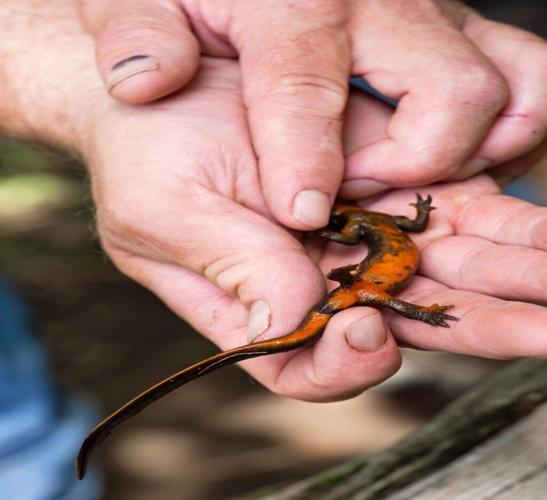 salamander promo code