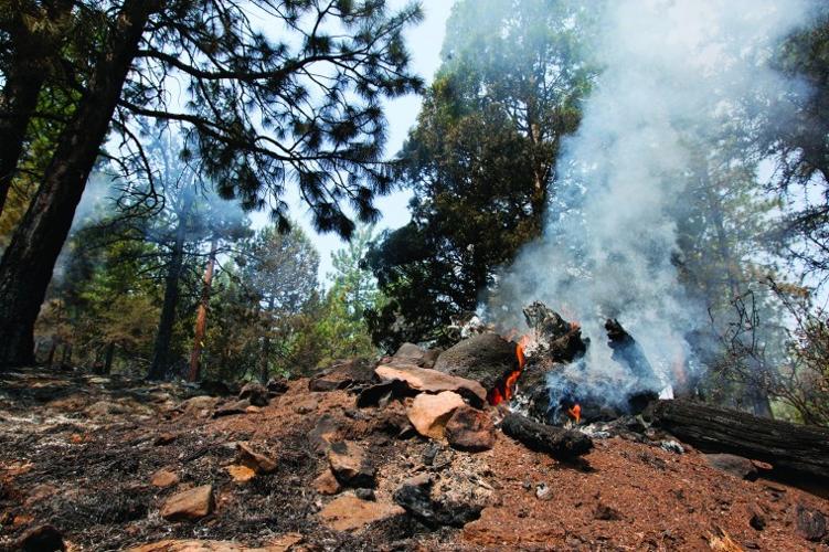 tree roots catching fire